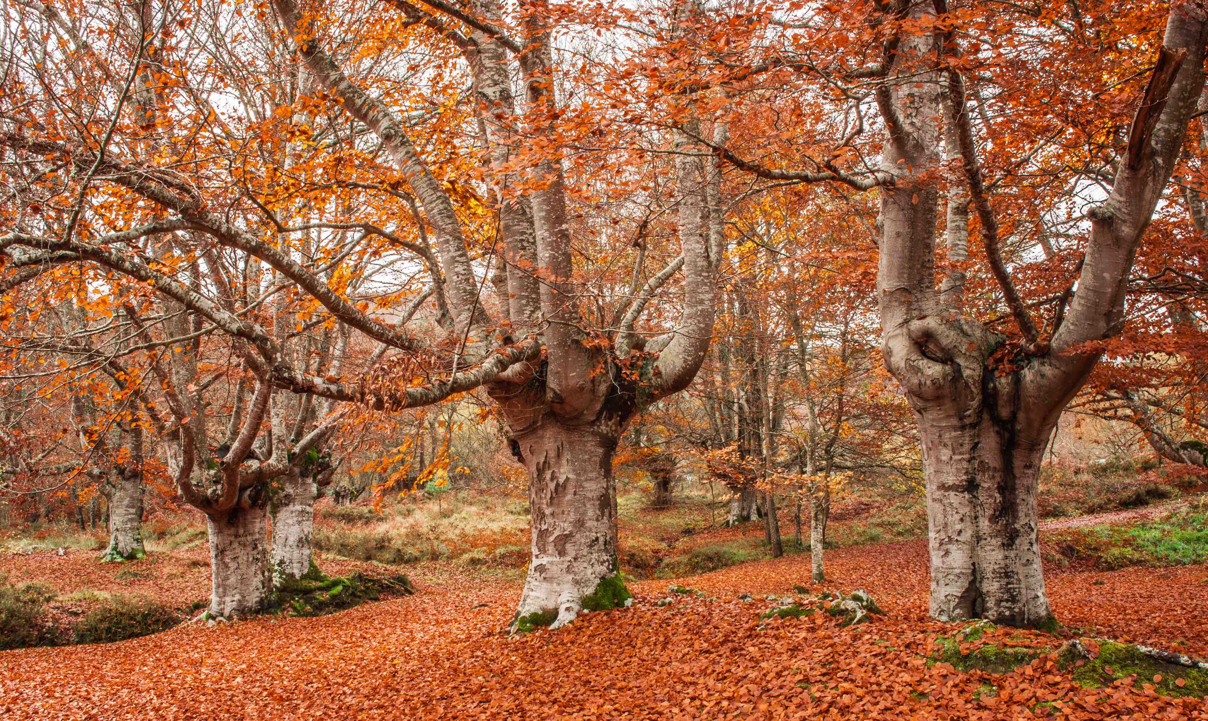The Natural Parks of Bizkaia : Basque Destination